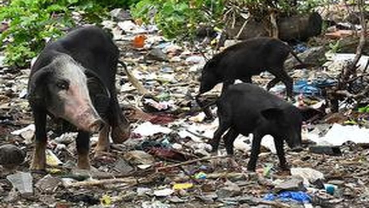 Pig menace in Mamallapuram leaves residents, tourists fuming - The Hindu