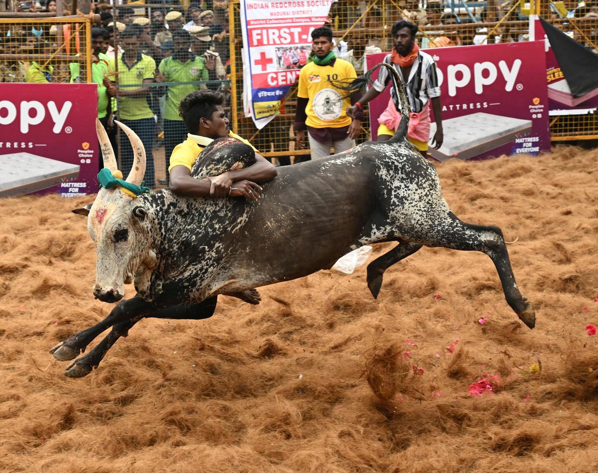 In Pictures: Bulls and bravehearts of Palamedu, Suriyur jallikattu 2025 ...