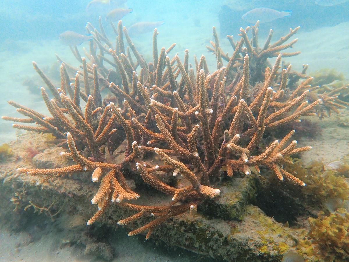 Chasing corals: hope blooms in Gulf of Mannar - The Hindu