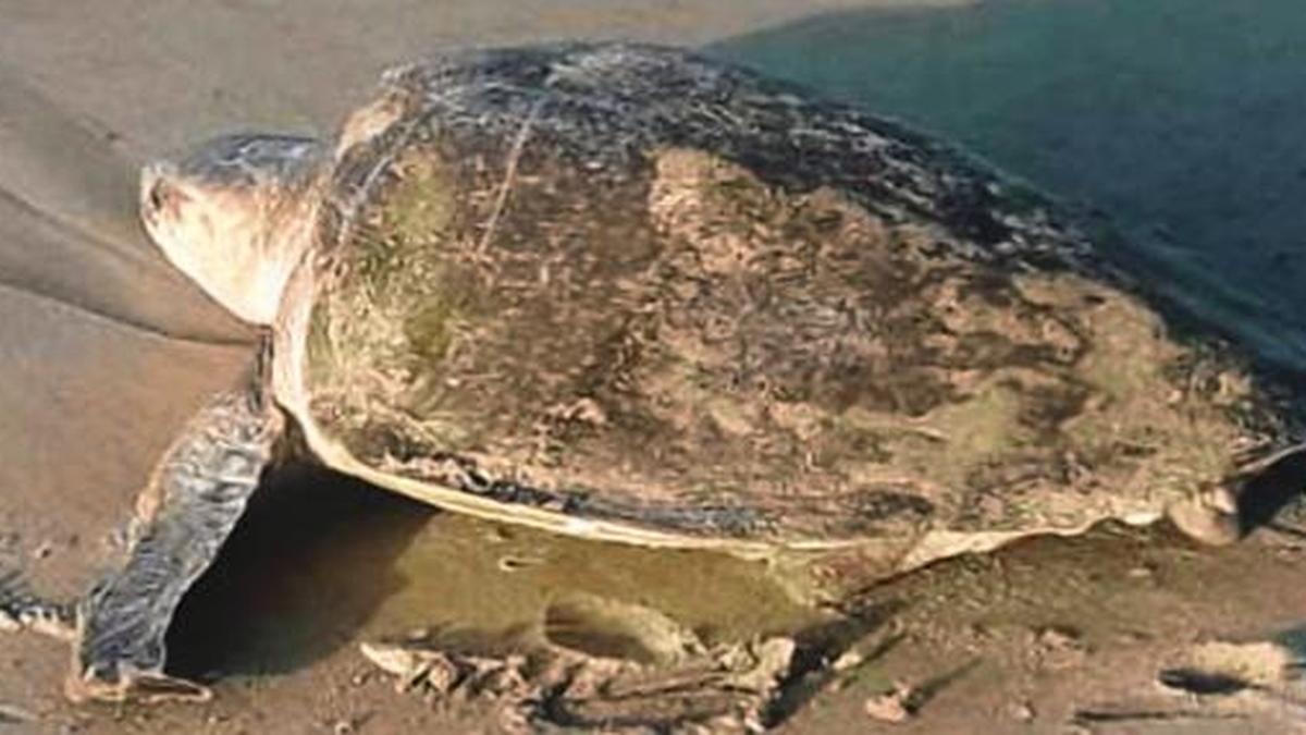 Sea turtle without hind-flippers struggles to nest - The Hindu