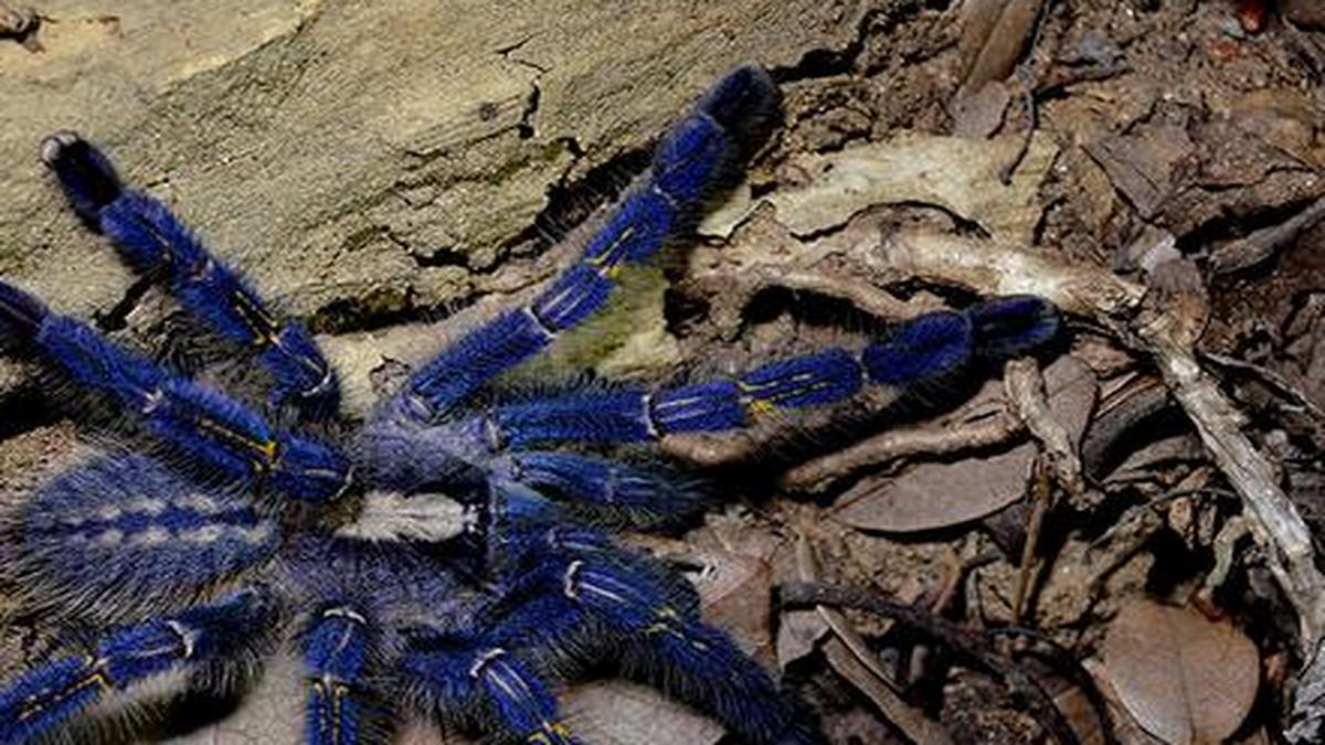 Rare tarantula sighted in Villupuram district - The Hindu