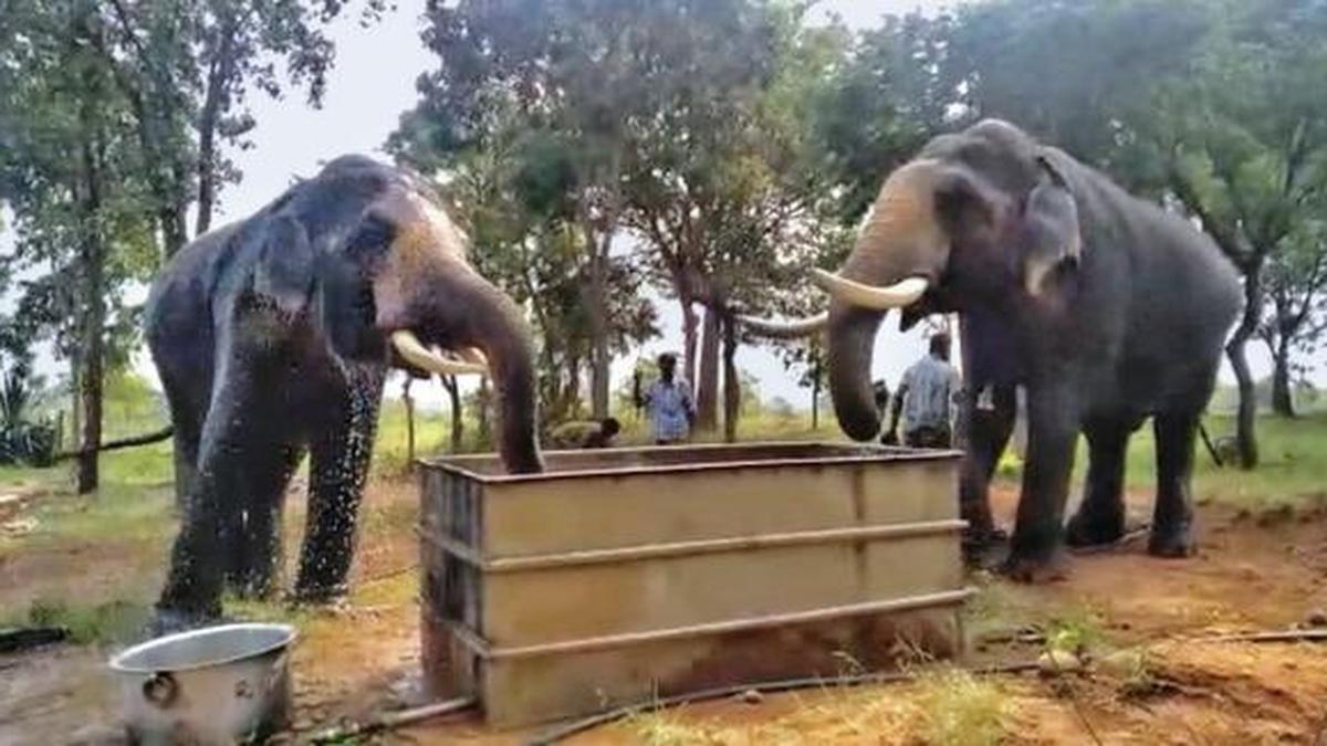 Two more kumkis deployed in Pannimadai area - The Hindu