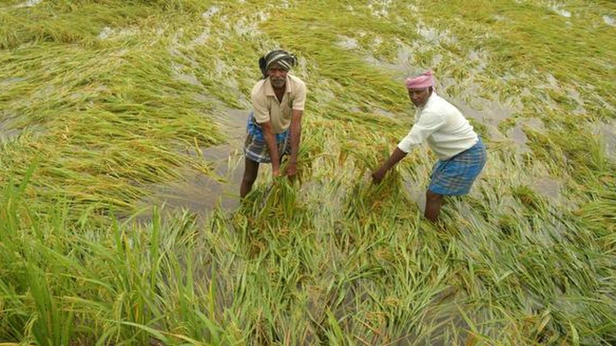 Farmers welcome TN government’s crop loan waiver - The Hindu