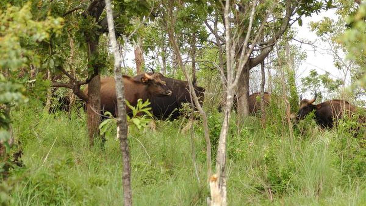 Death of man due to attack by Indian gaur in Kodaikanal draws villagers ...