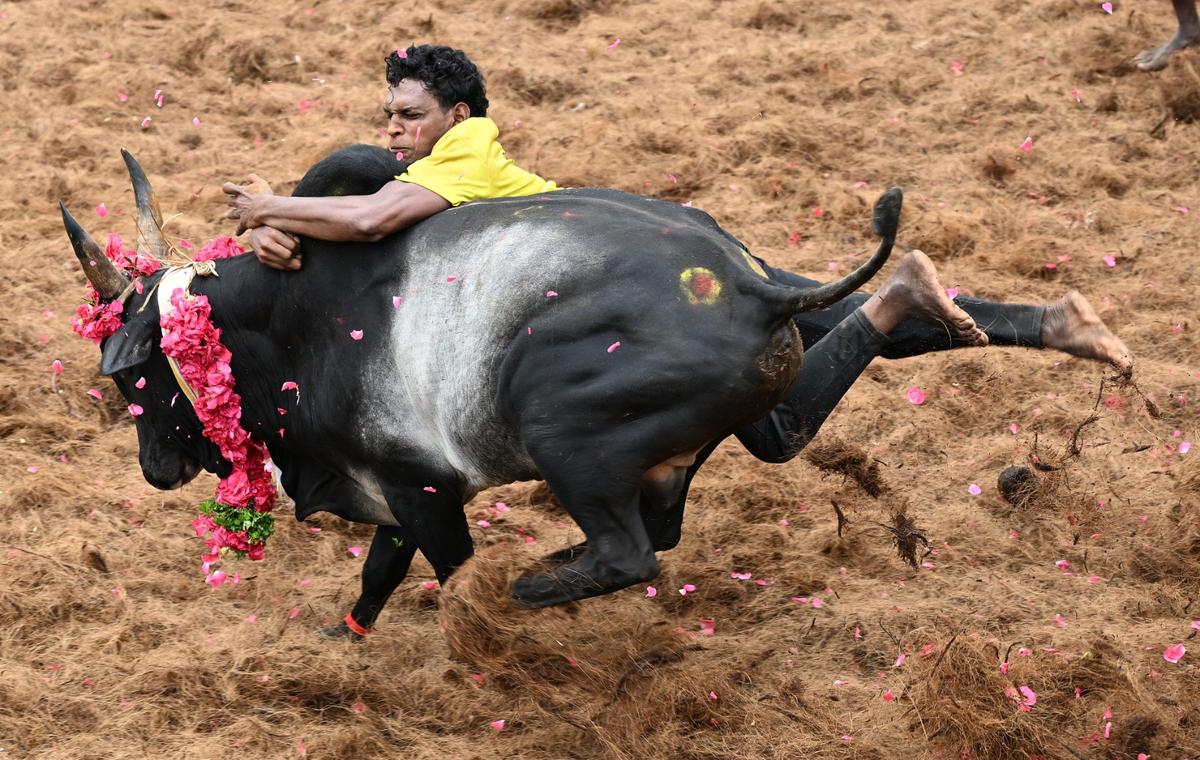 In Pictures: Bulls and bravehearts of Palamedu, Suriyur jallikattu 2025 ...