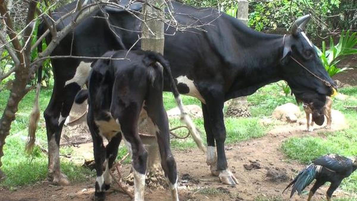 Cow dies five days after crude explosive blows off its mouth near ...