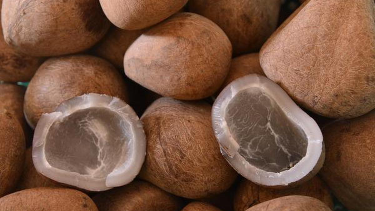 Govt. to procure 1,000 metric tonnes of milling copra from Vadipatti ...