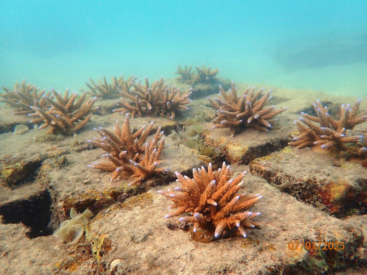 Chasing corals: hope blooms in Gulf of Mannar - The Hindu