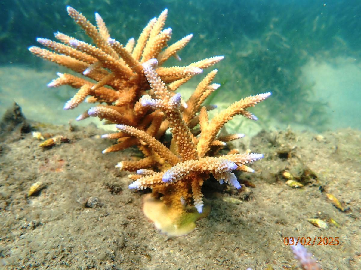 Chasing corals: hope blooms in Gulf of Mannar - The Hindu