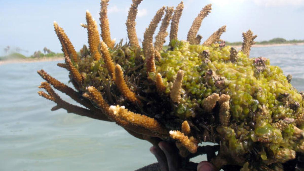 Share of live corals in Gulf of Mannar dropped from 37% in 2005 to 27.3 ...