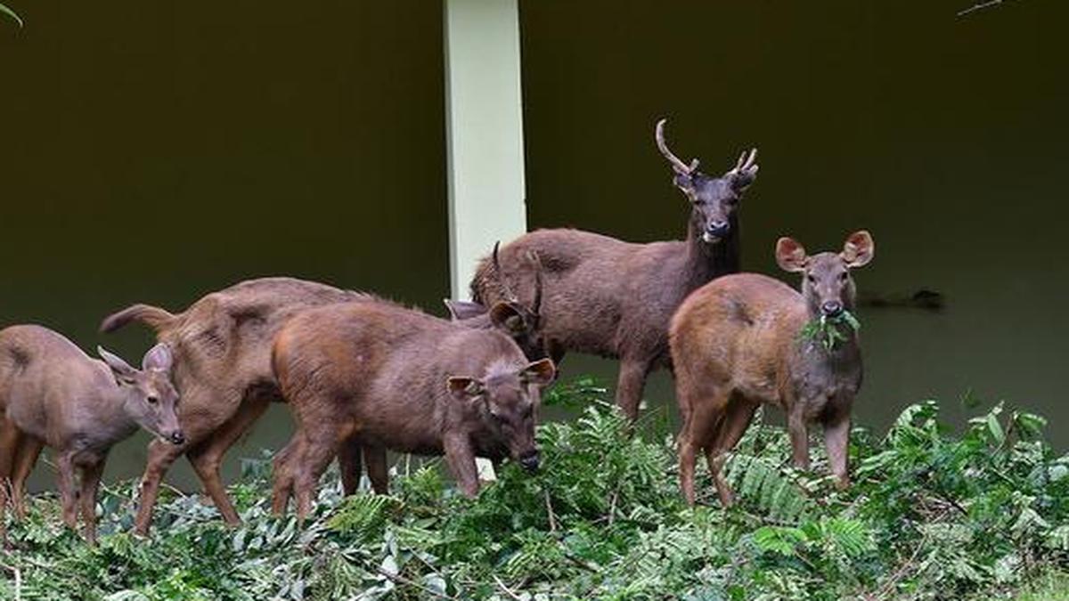 New attractions at Amirthi zoo - The Hindu