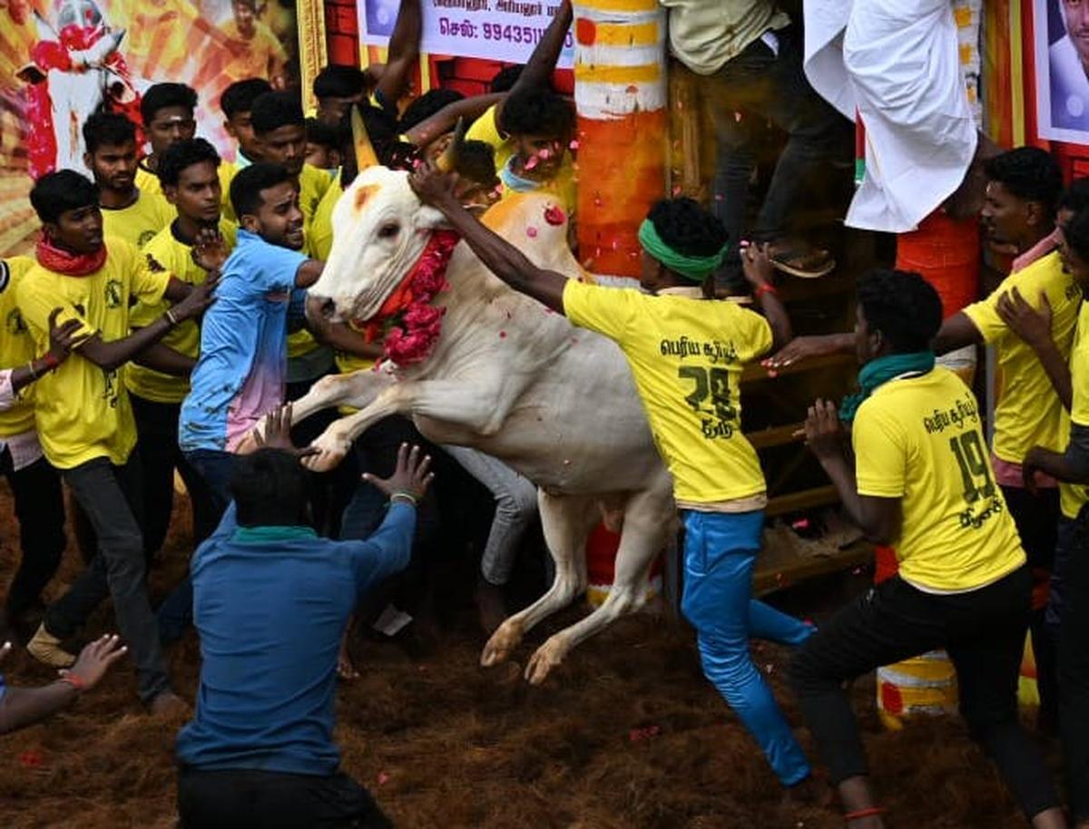 In Pictures: Bulls and bravehearts of Palamedu, Suriyur jallikattu 2025 ...