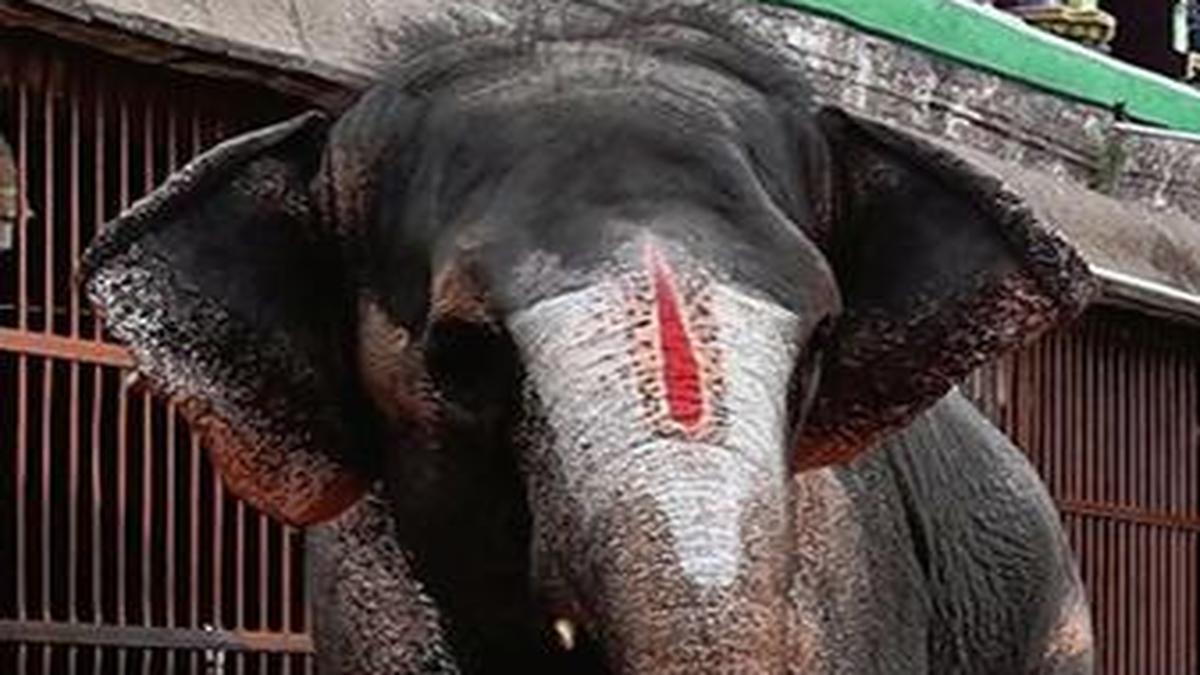 Temple to construct a new home for Kodhai - The Hindu