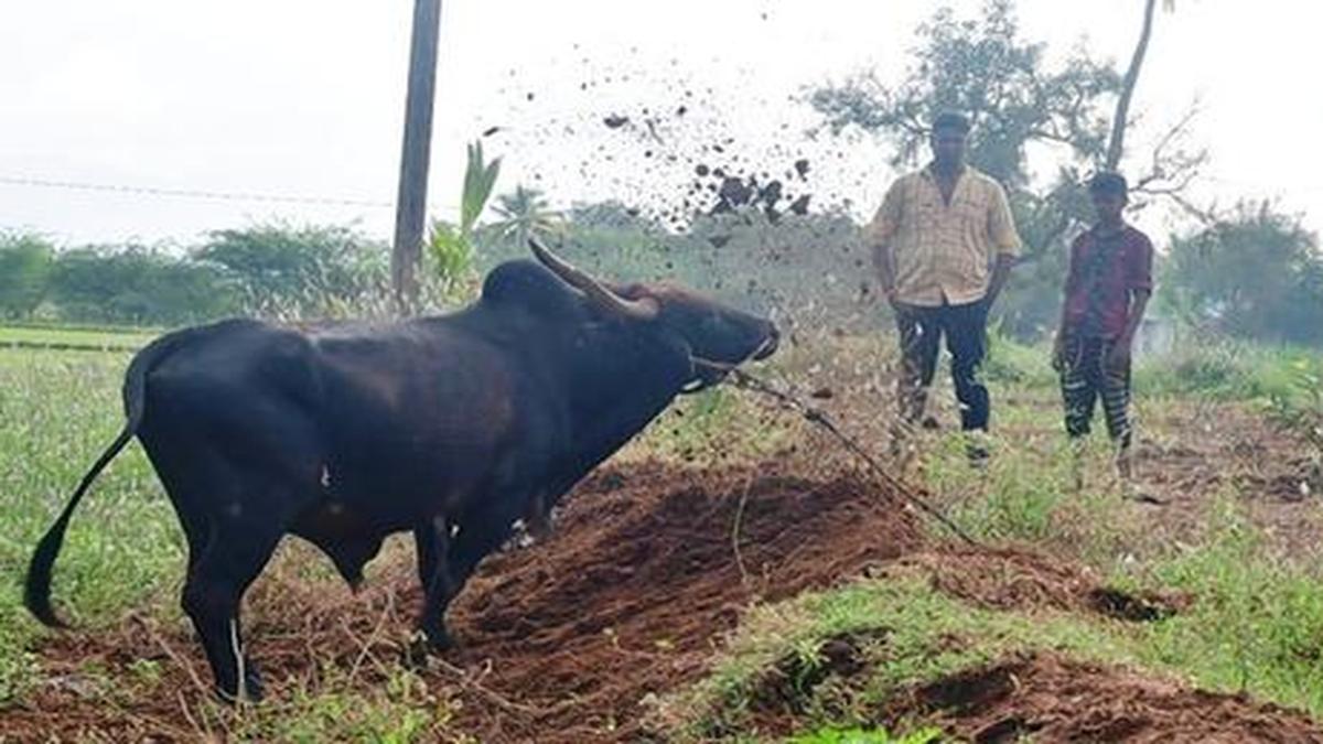 Vellore gears up for bull race - The Hindu