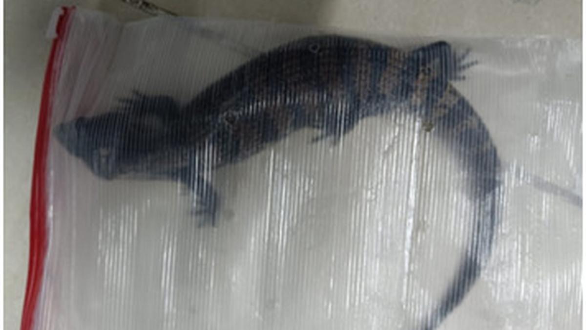 Raccoon, Tegu Lizards rescued from passenger at Chennai airport - The Hindu