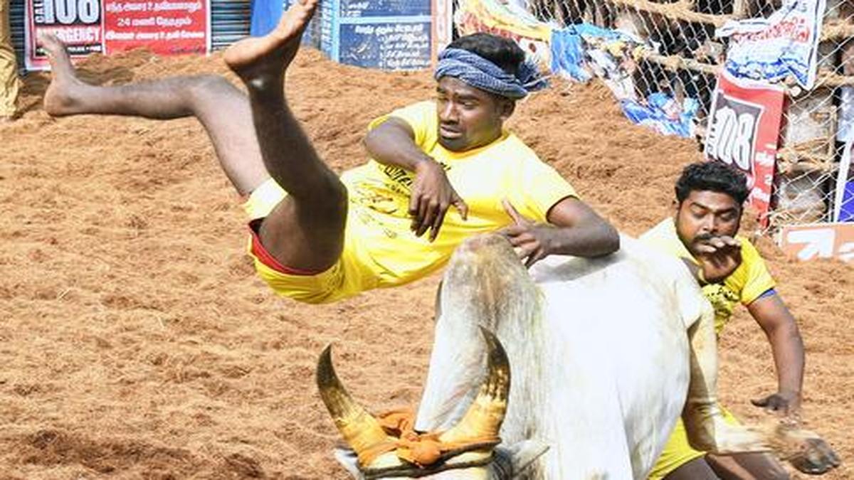 29 hurt in Alanganallur jallikattu - The Hindu