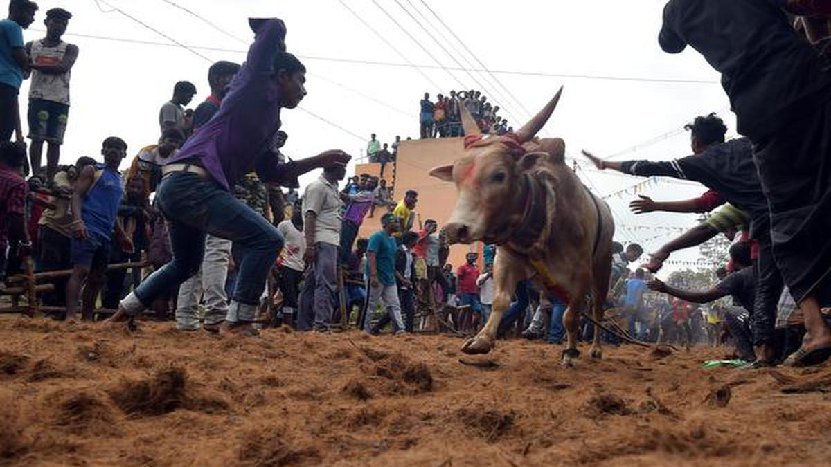 Bull races held at several locations in Vellore district - The Hindu