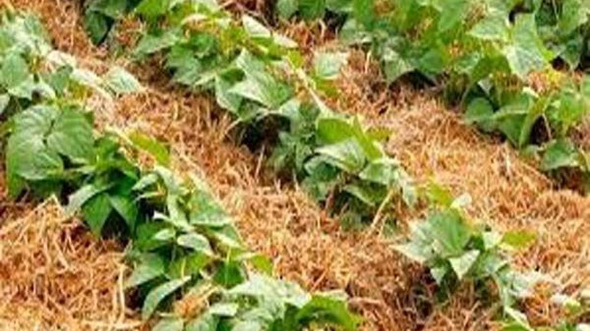 Accent on mulching technique - The Hindu