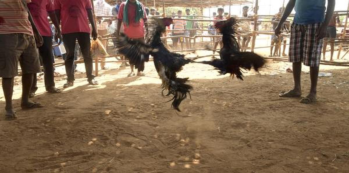 Six arrested for violating conditions in rooster fight in Karur - The Hindu