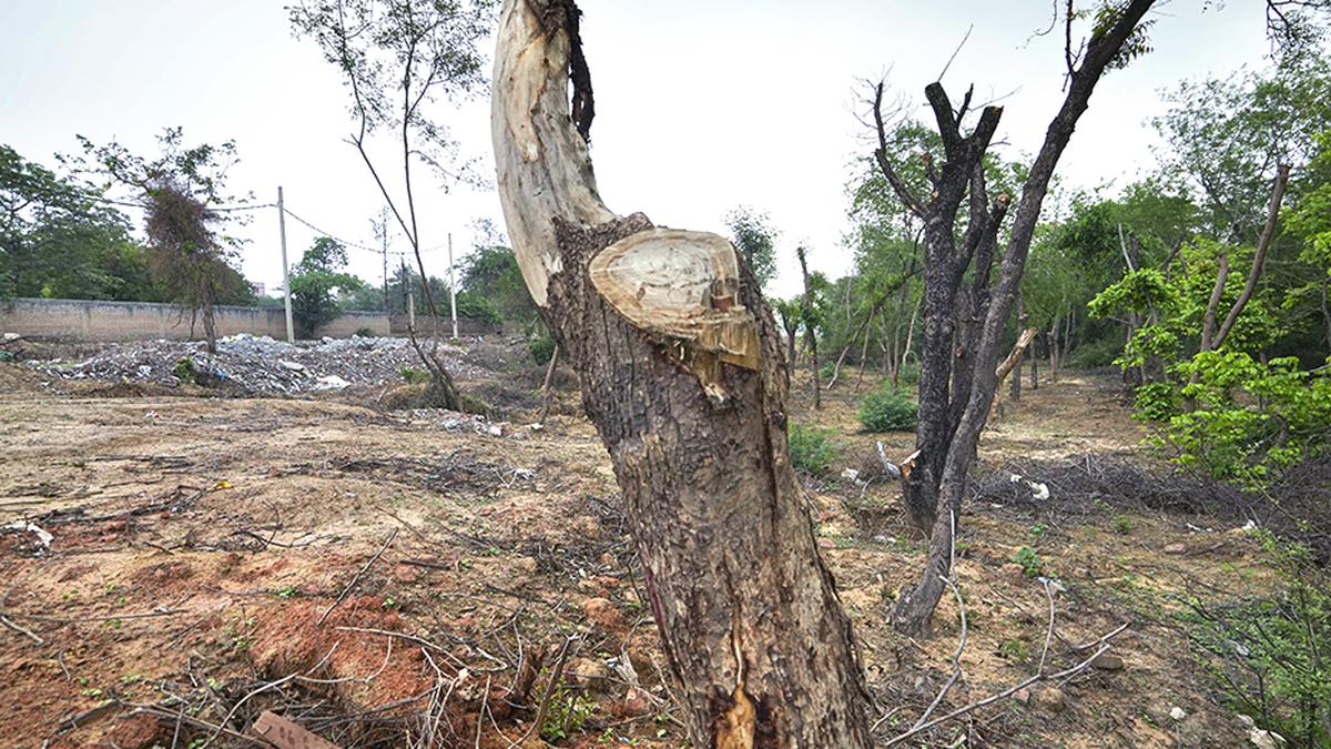 Supreme Court asks for list of ‘affluent persons’ benefiting from tree ...