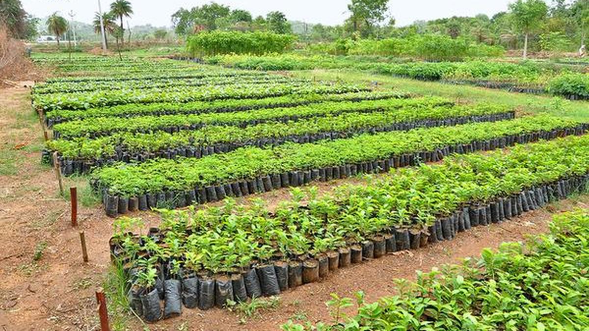 Haritha Haram implementation to be in mission mode - The Hindu