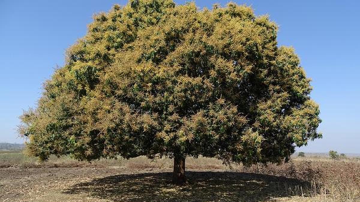Desi mango trees in full bloom - The Hindu