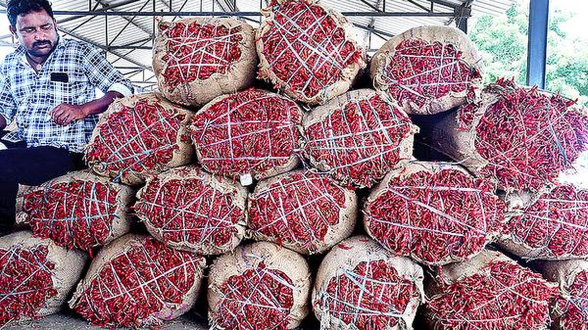 Huge demand pushes up price of Teja variety red chilli - The Hindu