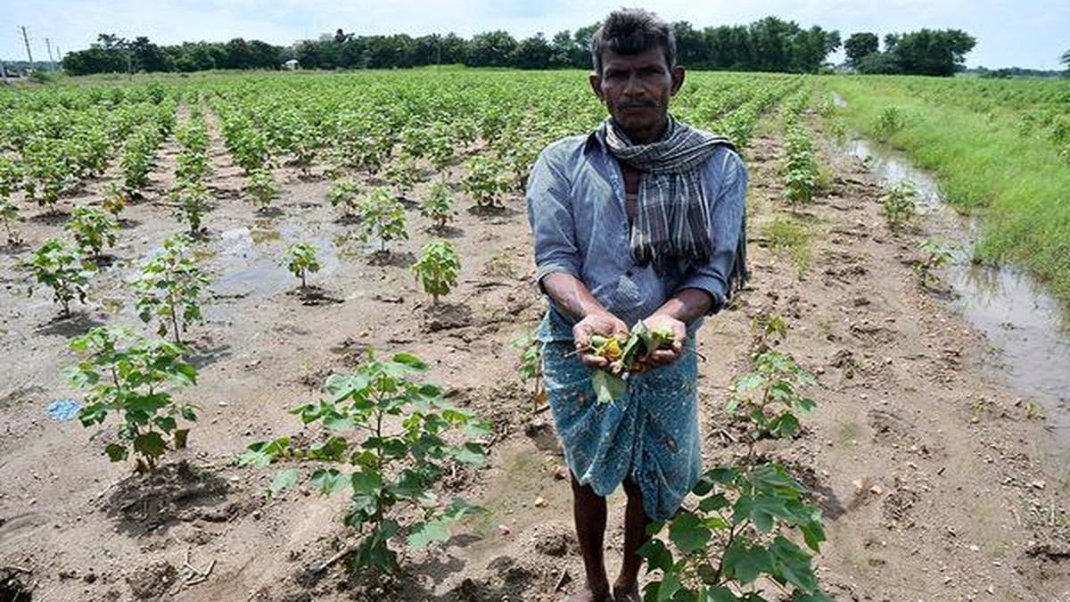 Crops damaged to a huge extent in Telangana - The Hindu