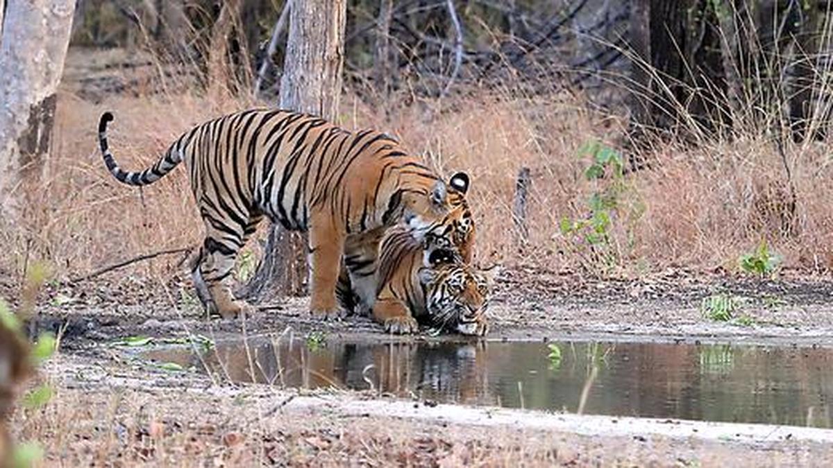 Tiger corridors back in focus - The Hindu