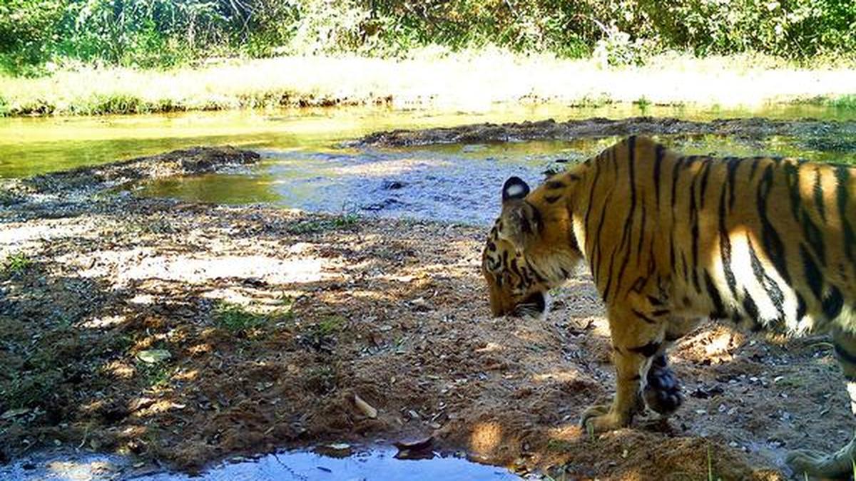 Need for an overview on tiger movement - The Hindu