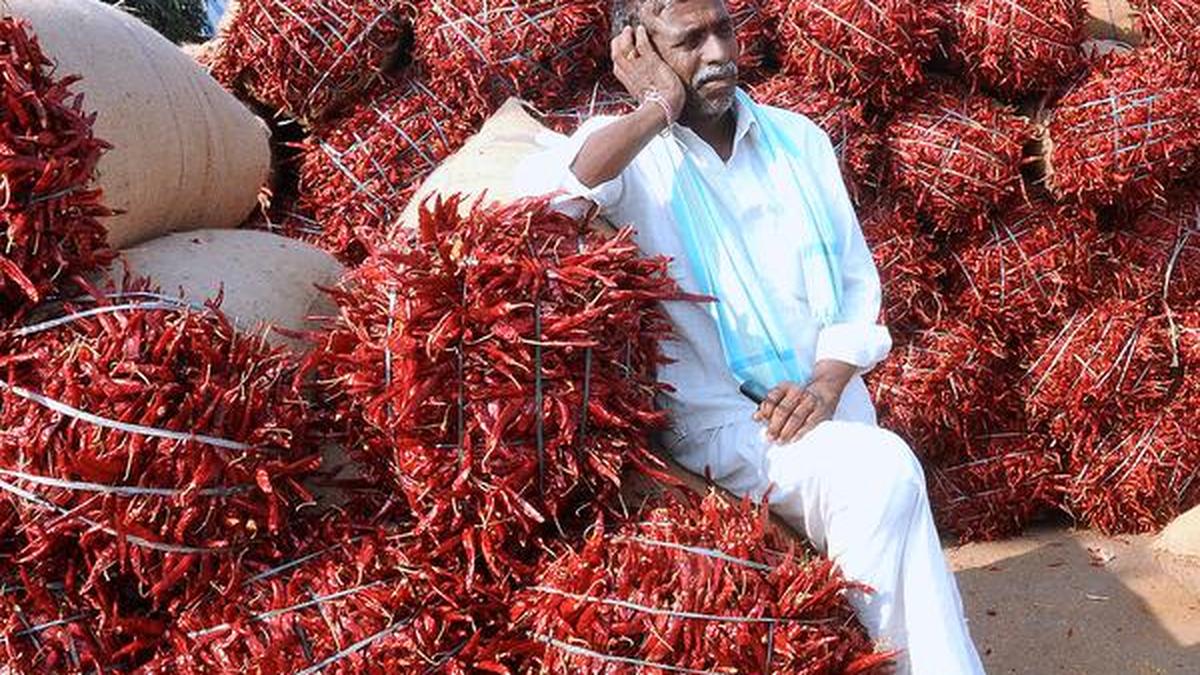 Chilli farmers in Warangal in distress - The Hindu