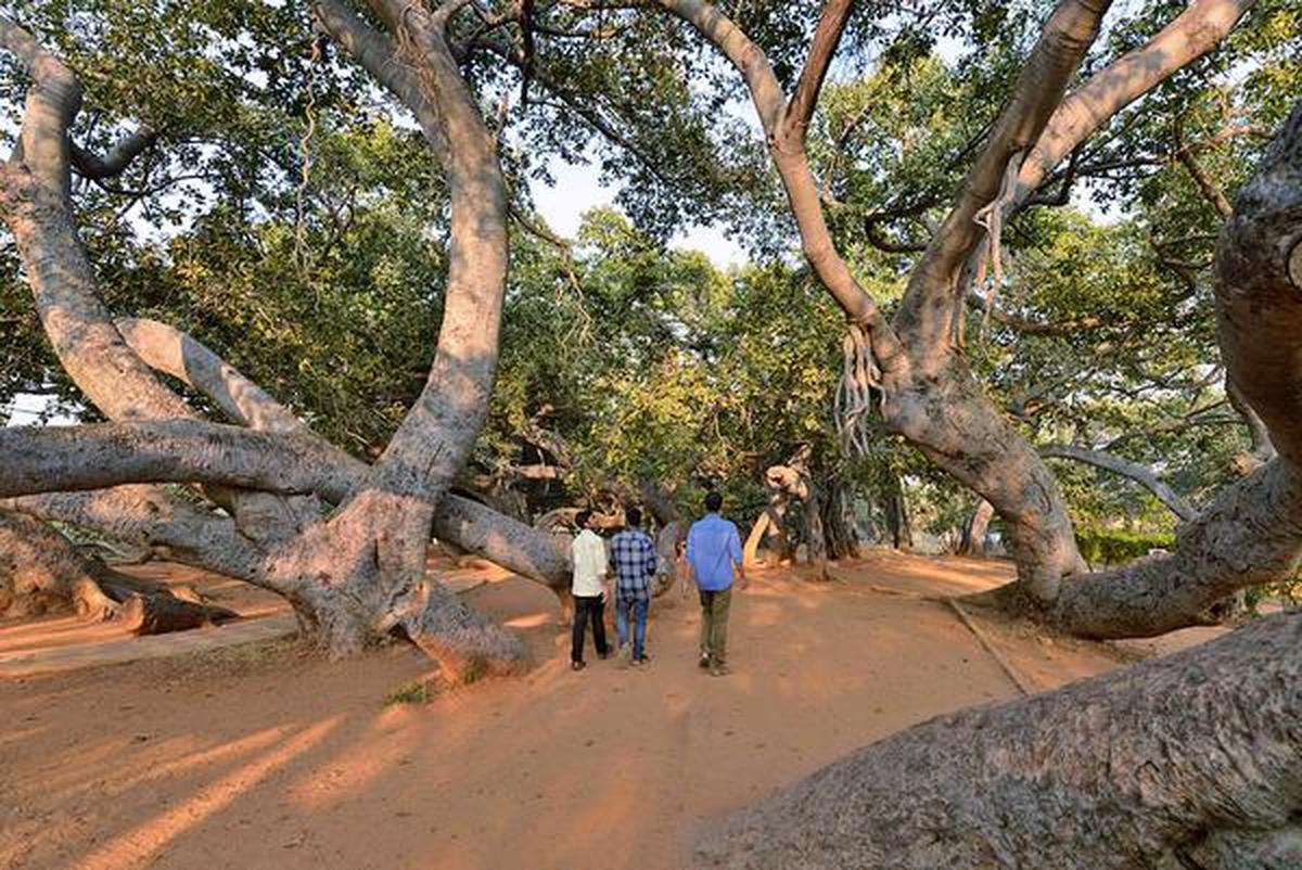 Pillalamarri protection in progress - The Hindu