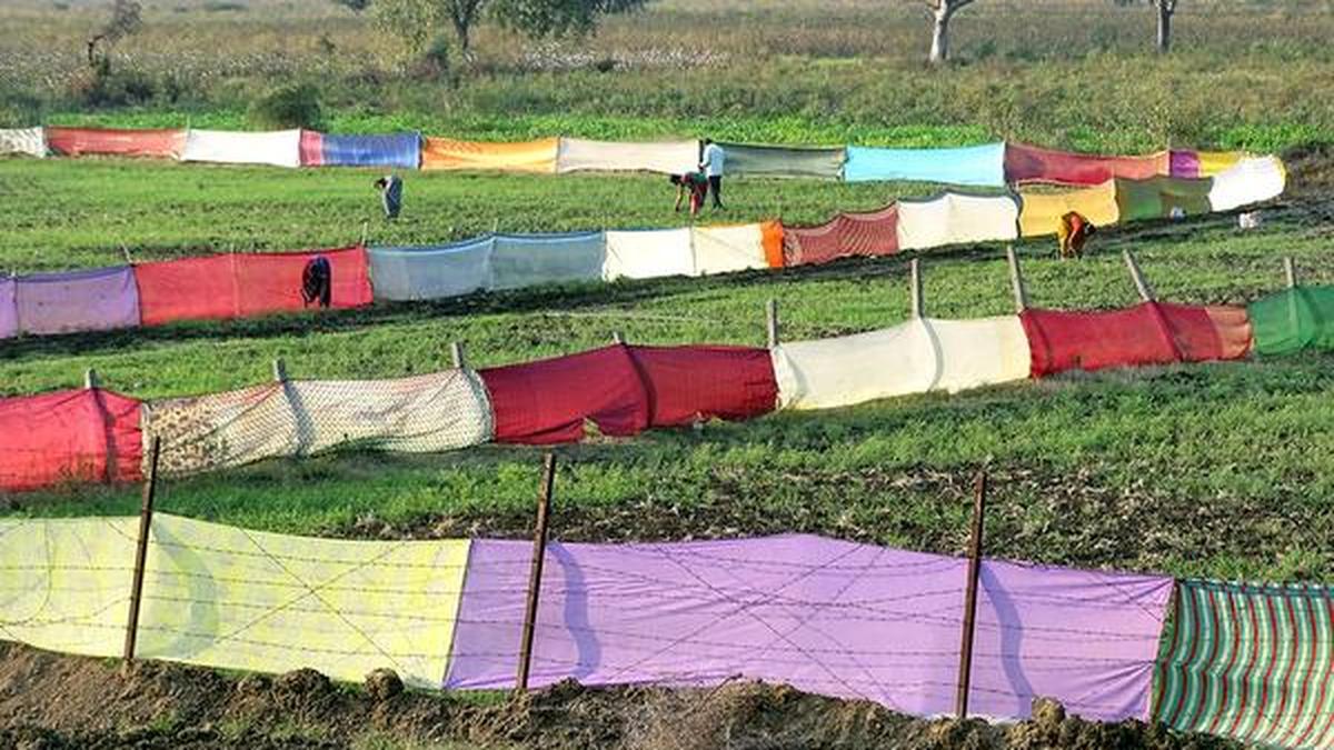 Protecting crop by sharing it with wild animals - The Hindu