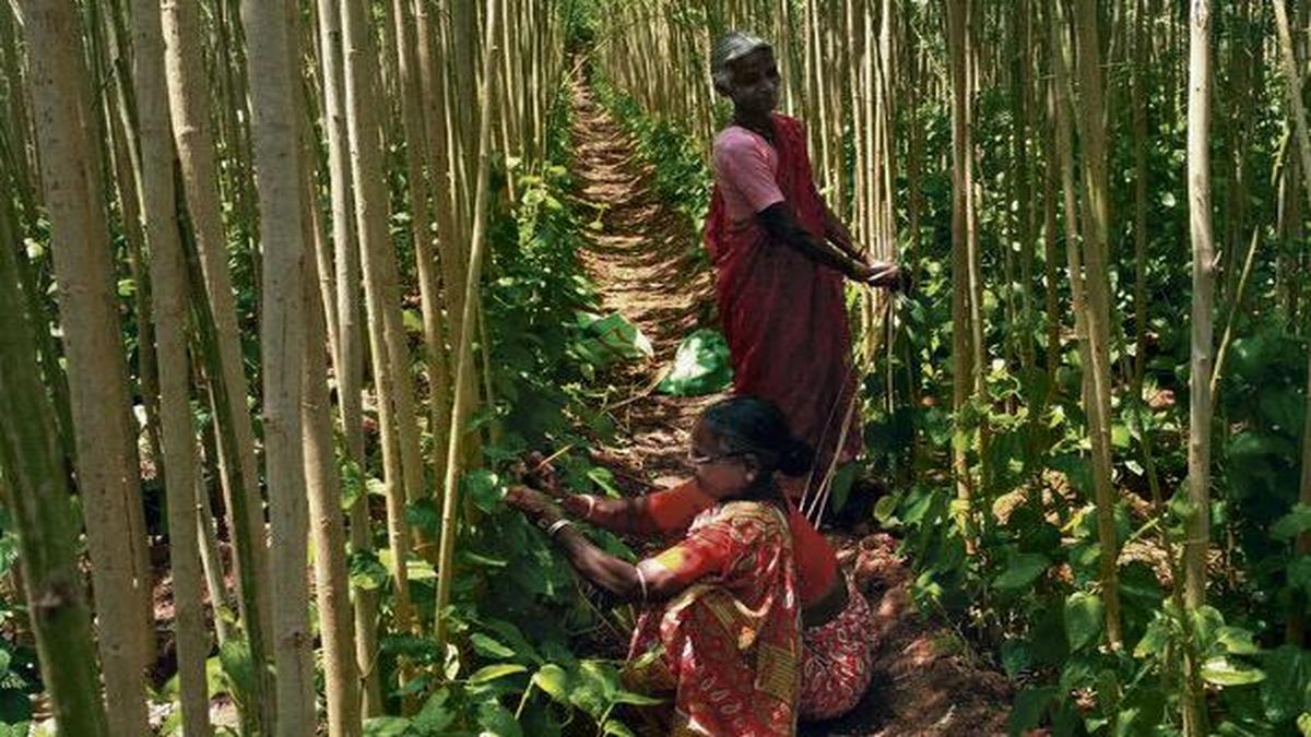 Betel leaf no longer a lucrative crop - The Hindu