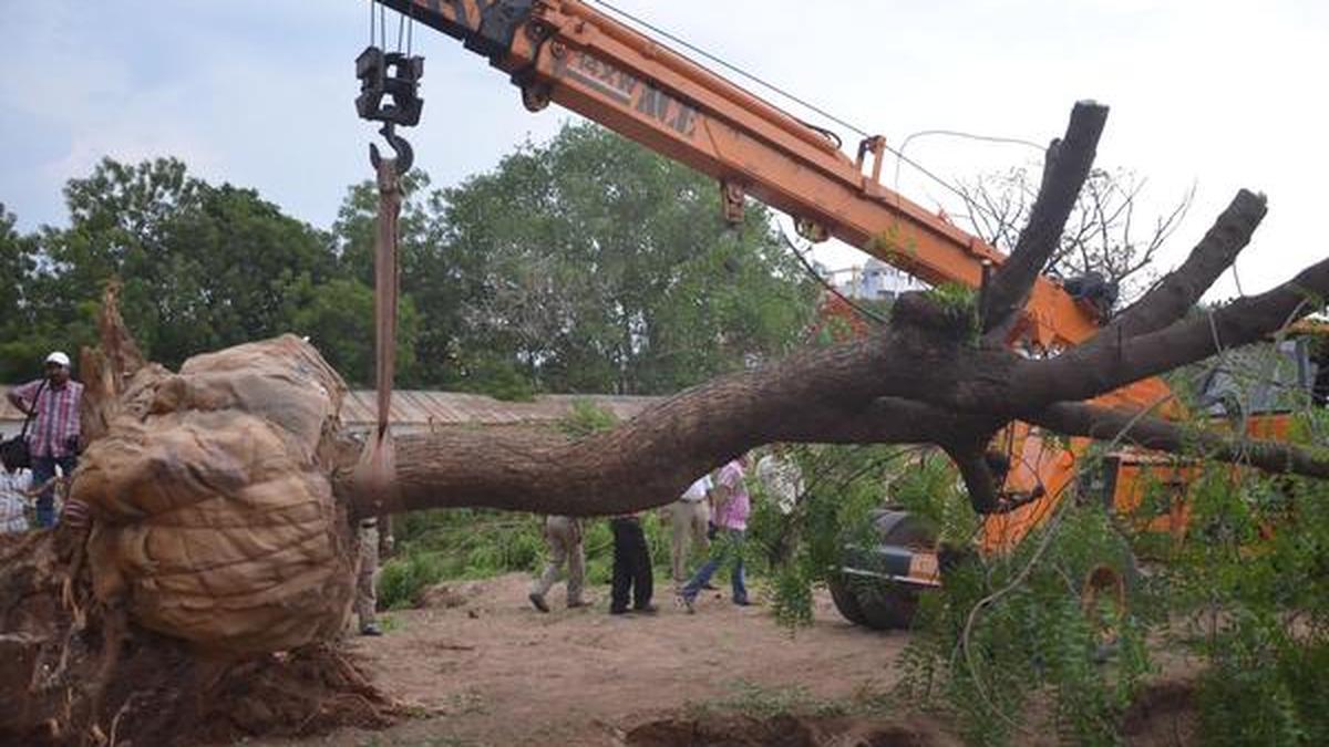 Fully-grown neem tree translocated - The Hindu