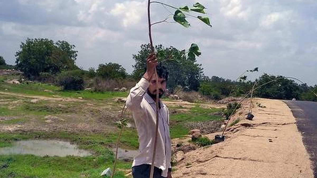 Protecting saplings the smart way - The Hindu