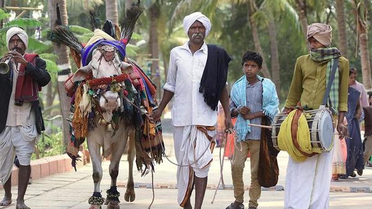 Gangireddu community still practises age-old customs - The Hindu