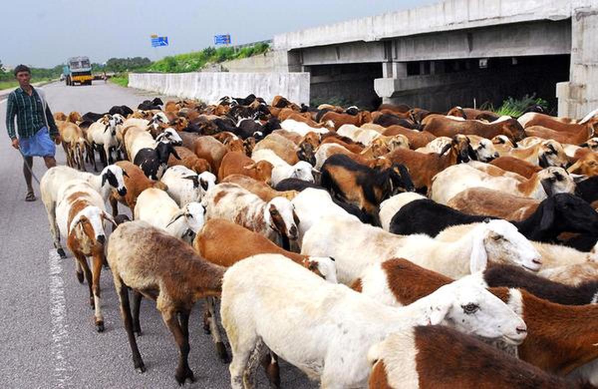 Check-posts proposed to curb ‘recycling’ of sheep - The Hindu