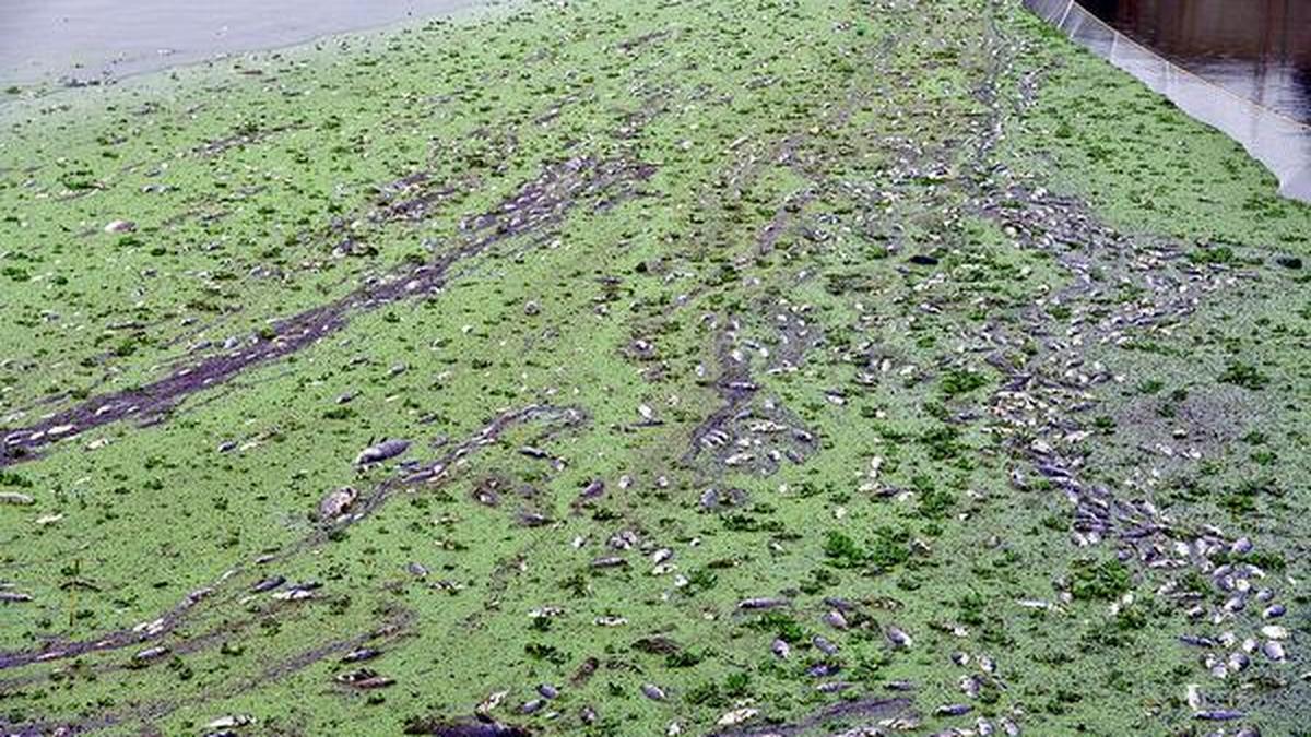 Large-scale fish kill at Gandi Cheruvu due to pollutants - The Hindu