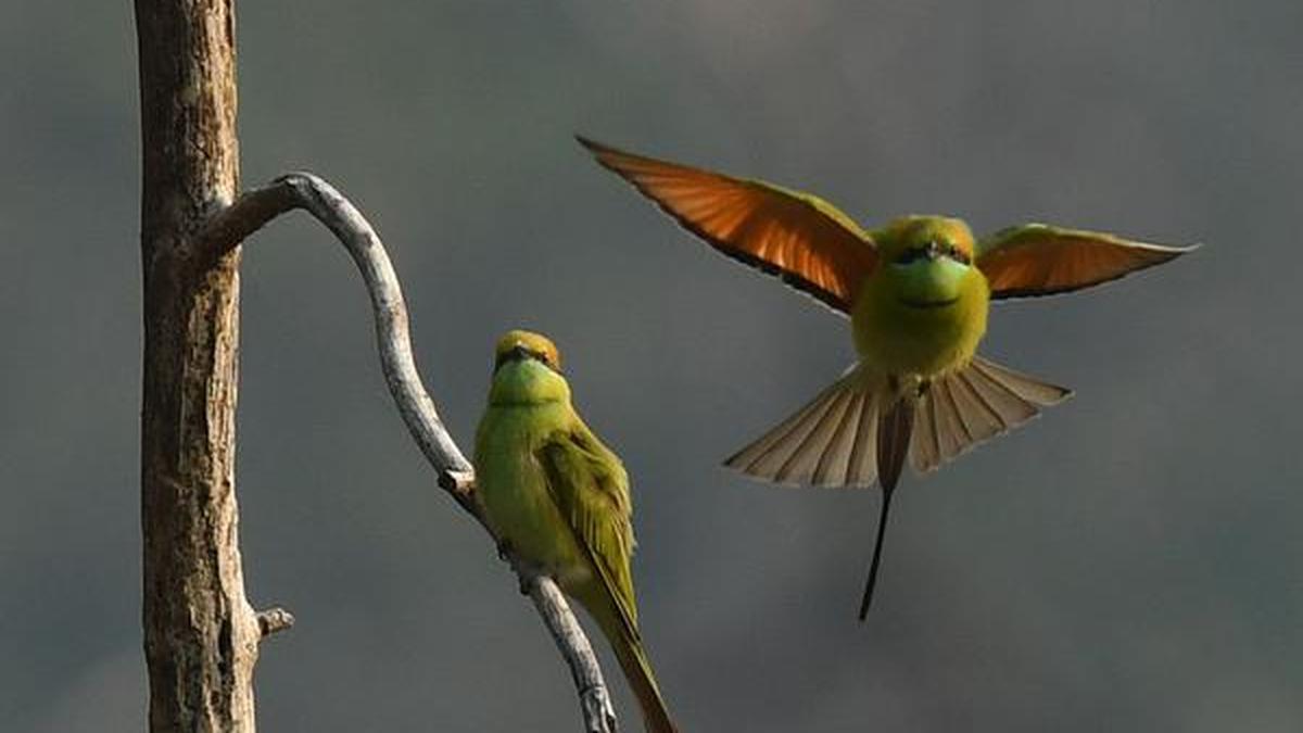 Birds of Kawal beckon avian enthusiasts - The Hindu