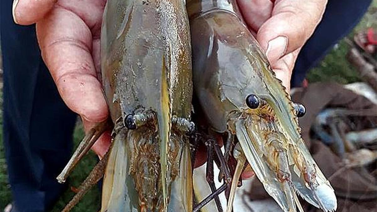 Fisherfolk across State reap rich harvest of prawns - The Hindu