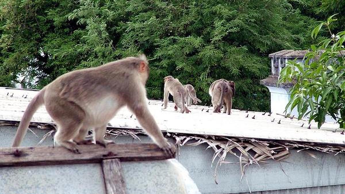 Lasting solution for monkey menace - The Hindu