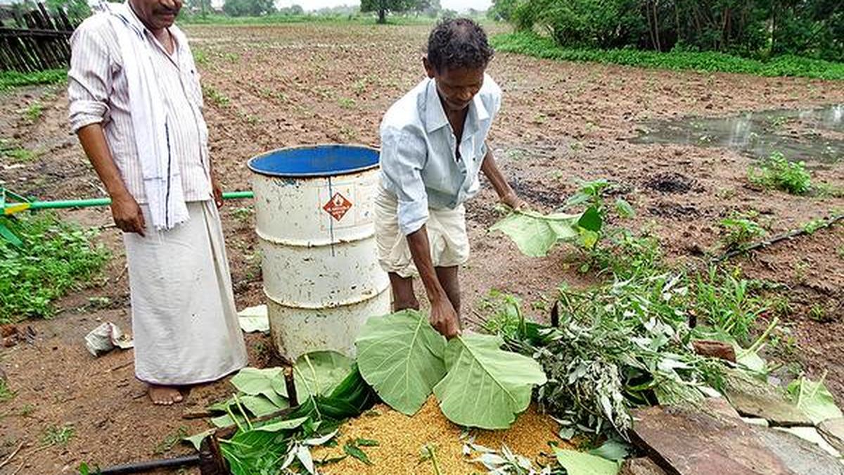 Using organic waste for paddy germination - The Hindu