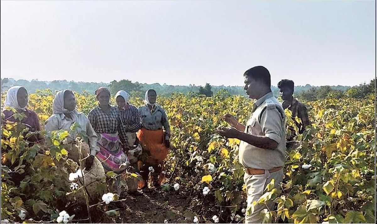 Farmers on the edge as tiger kills two more cows - The Hindu