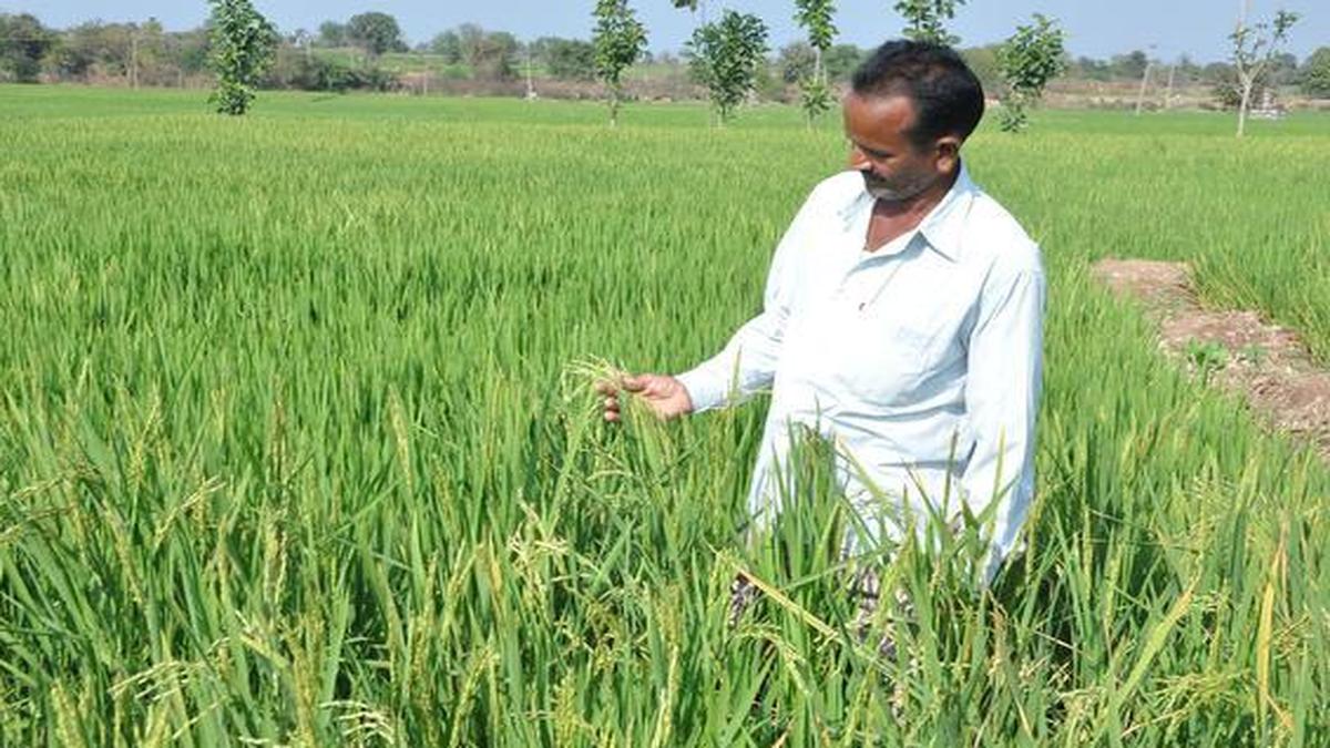 Italian rice variety ready for harvest in Nizamabad - The Hindu