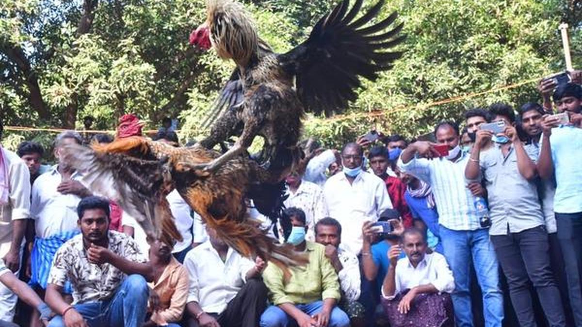 Telangana punters bet high on Andhra Pradesh rooster fights - The Hindu