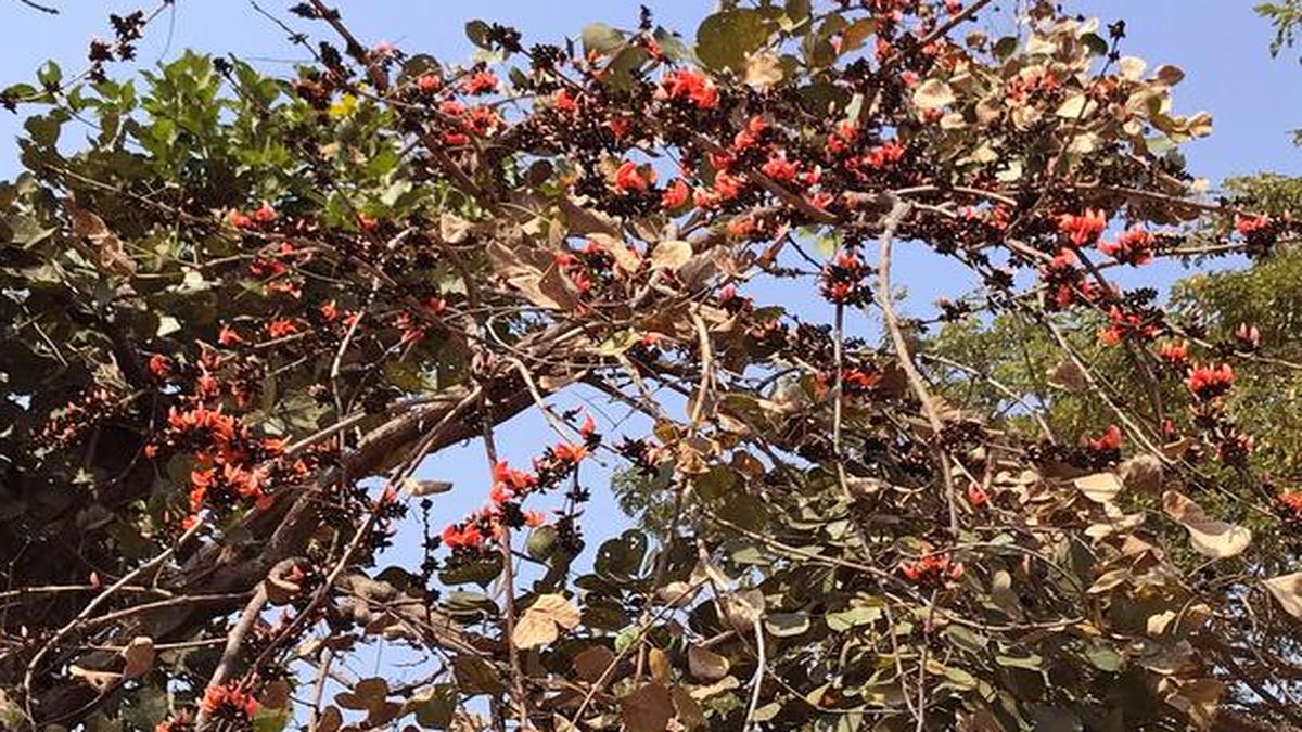 Spring spark awaited to set the Flame of the Forest aglow in Adilabad ...