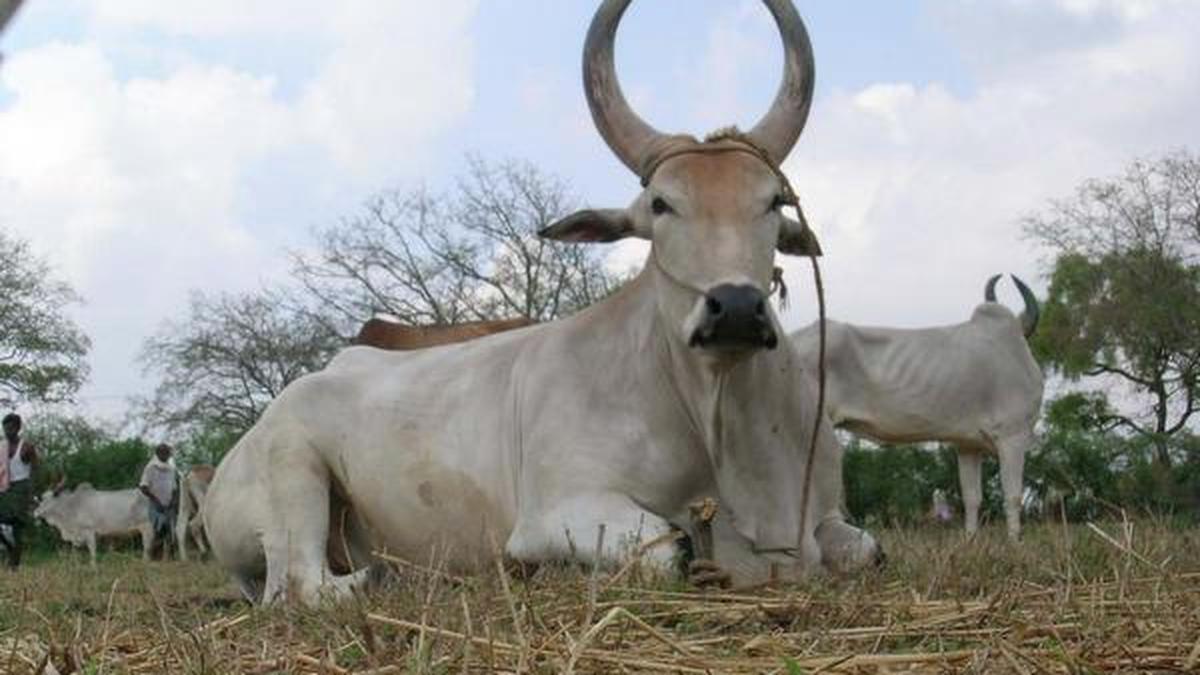 Move to sensitise farmers to online cattle trading - The Hindu