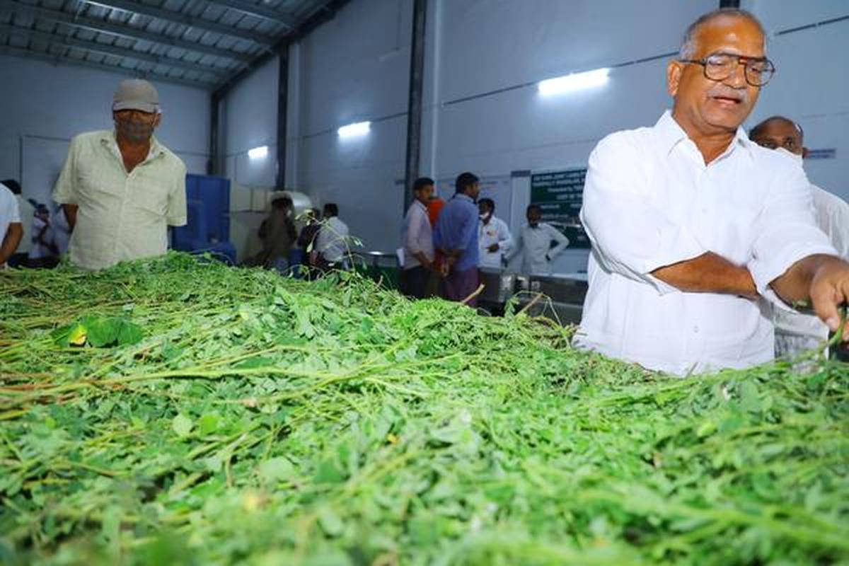 Moringa puts tribal women on self-reliance path - The Hindu