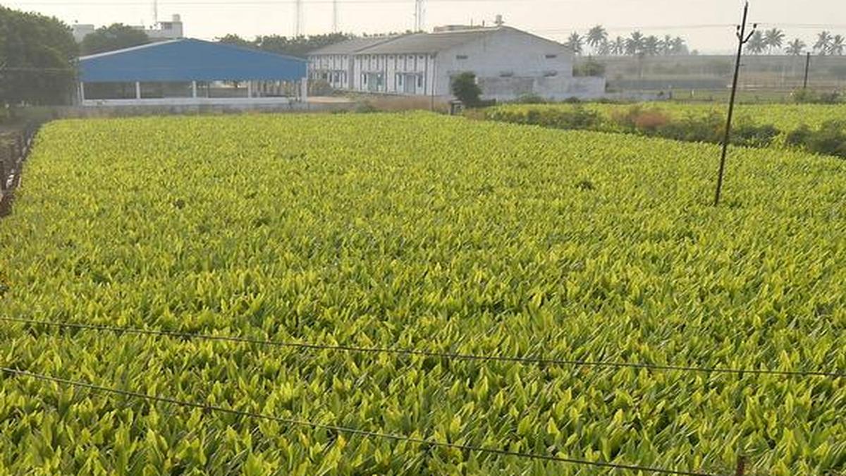 Telangana’s turmeric farmers gear up for second phase of agitation ...
